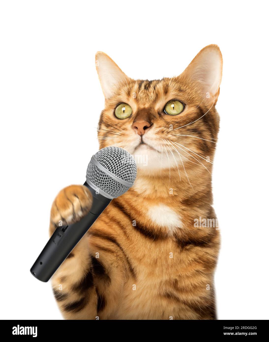 Cute kitten holding a microphone, isolated on white background Stock ...
