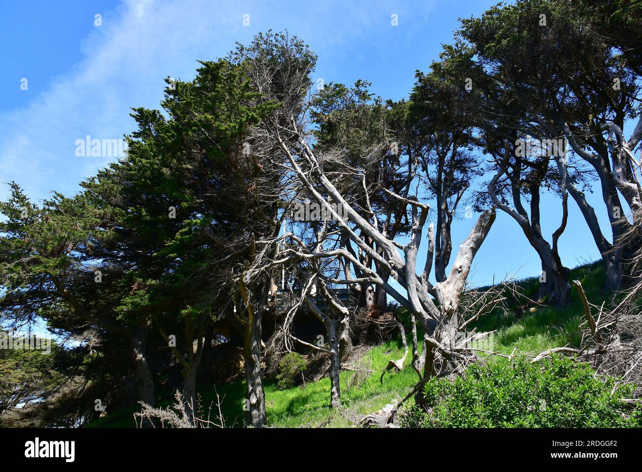 Monterey cypress, Monterey-Zypresse, Cyprès de Lambert, Cupressus ...