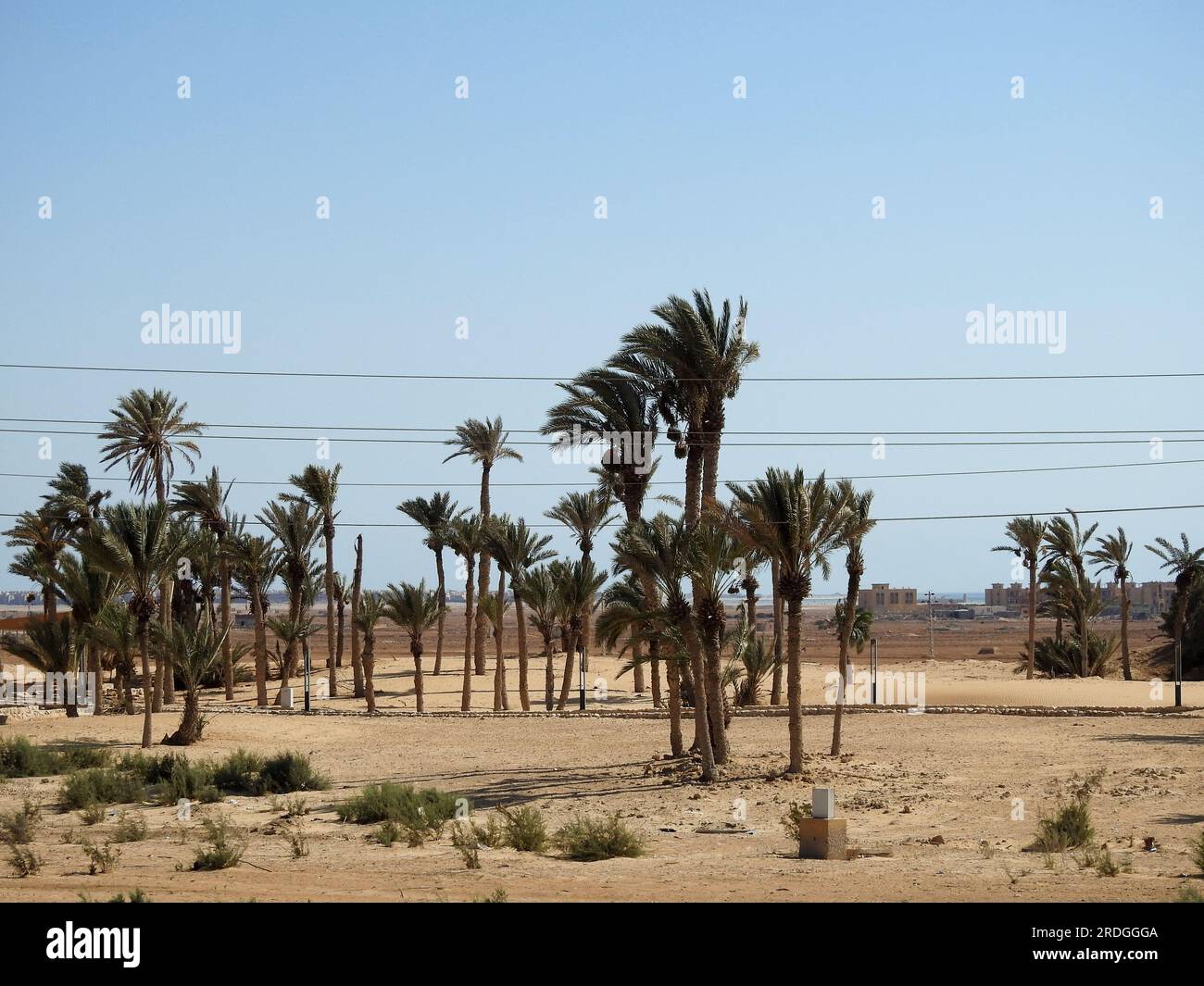 Prophet Moses Springs, Water wells and palms in Sinai Peninsula, Ras ...