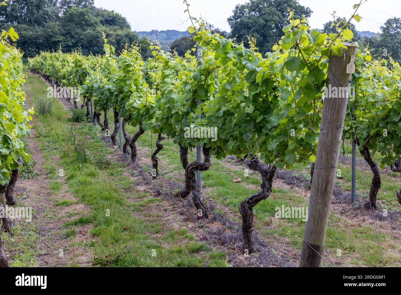Harvesting from english vineyard hi-res stock photography and images ...