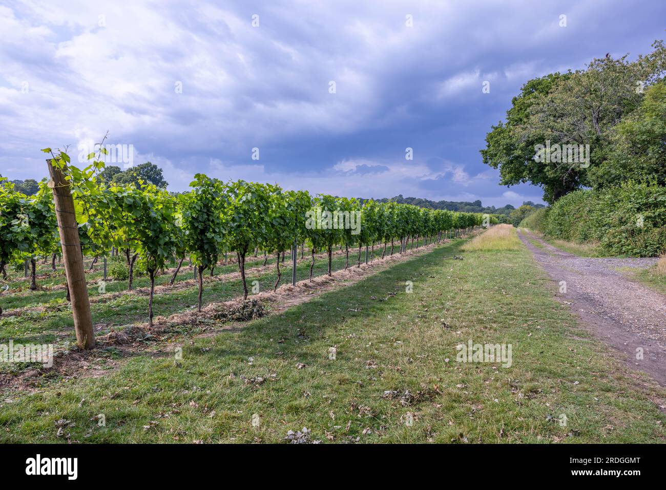 Harvesting from english vineyard hi-res stock photography and images ...