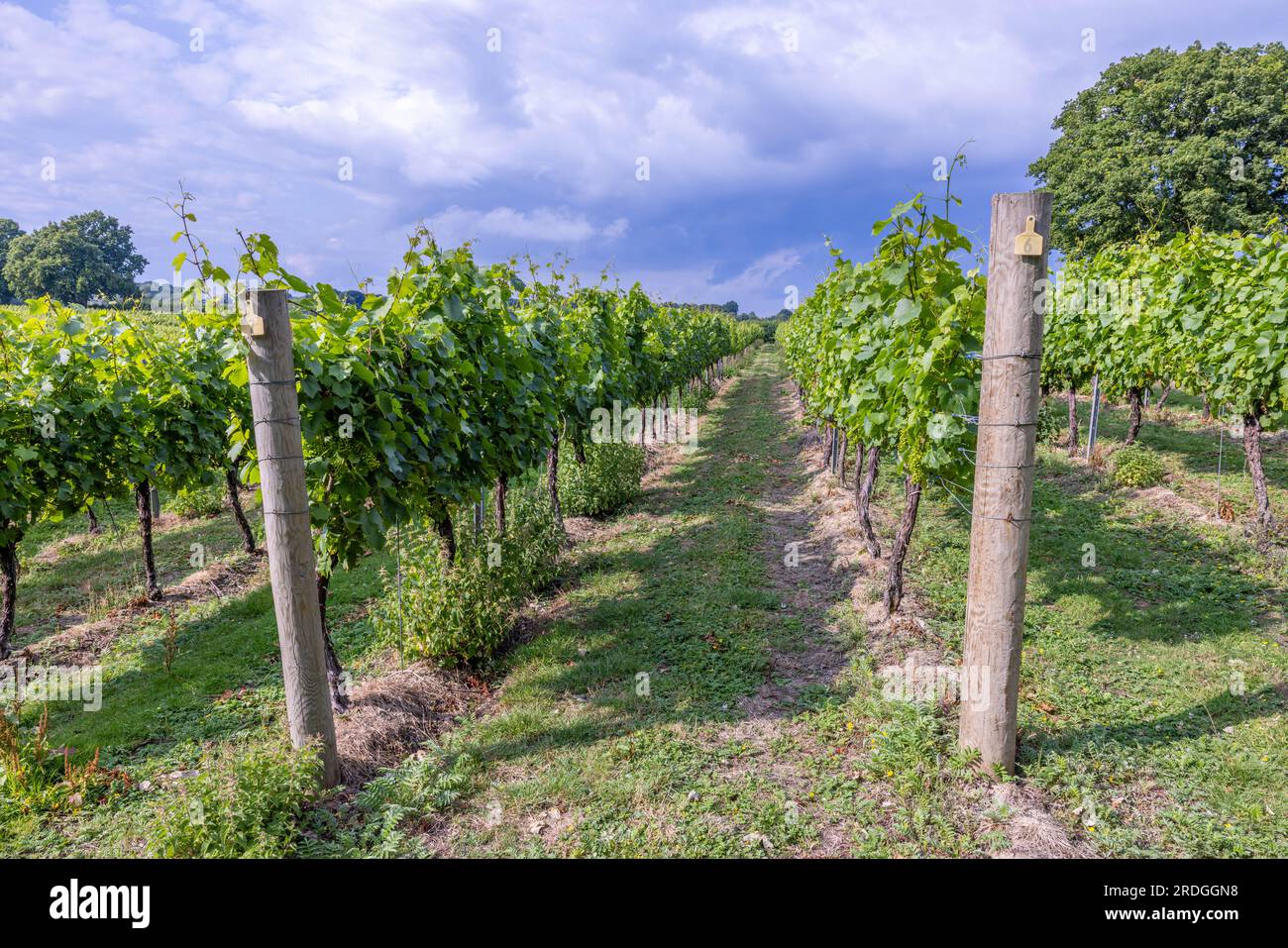 Harvesting from english vineyard hi-res stock photography and images ...