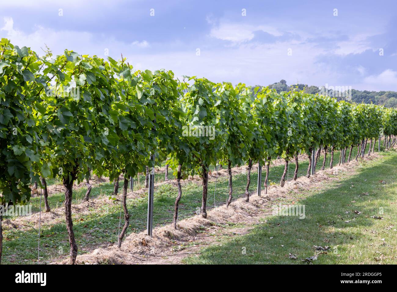 Harvesting from english vineyard hi-res stock photography and images ...
