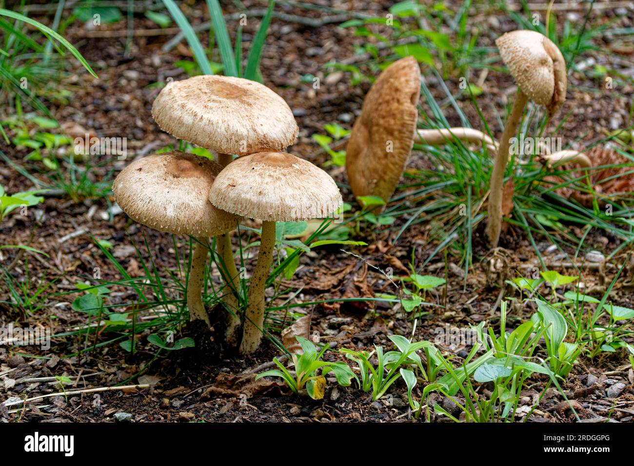 Tall mushroom species hi-res stock photography and images - Alamy
