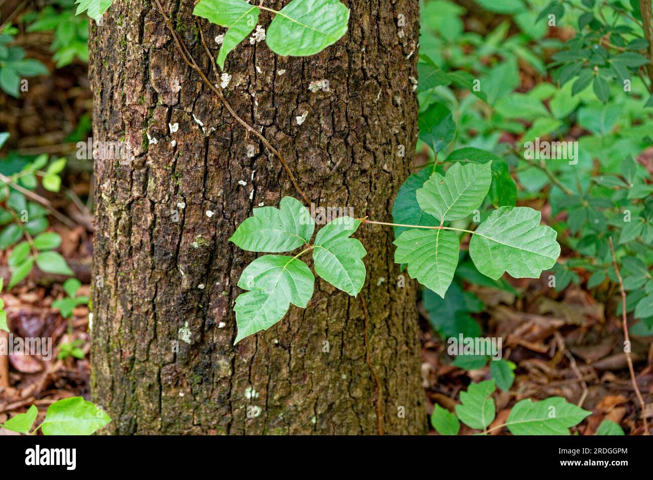 A newly growth poison ivy vine attaching to the bark growing up a tree ...