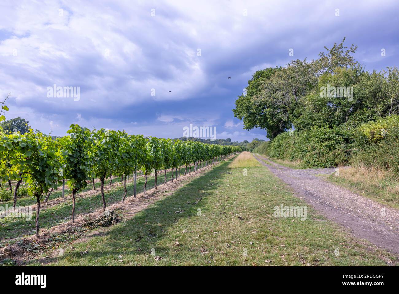 Harvesting from english vineyard hi-res stock photography and images ...