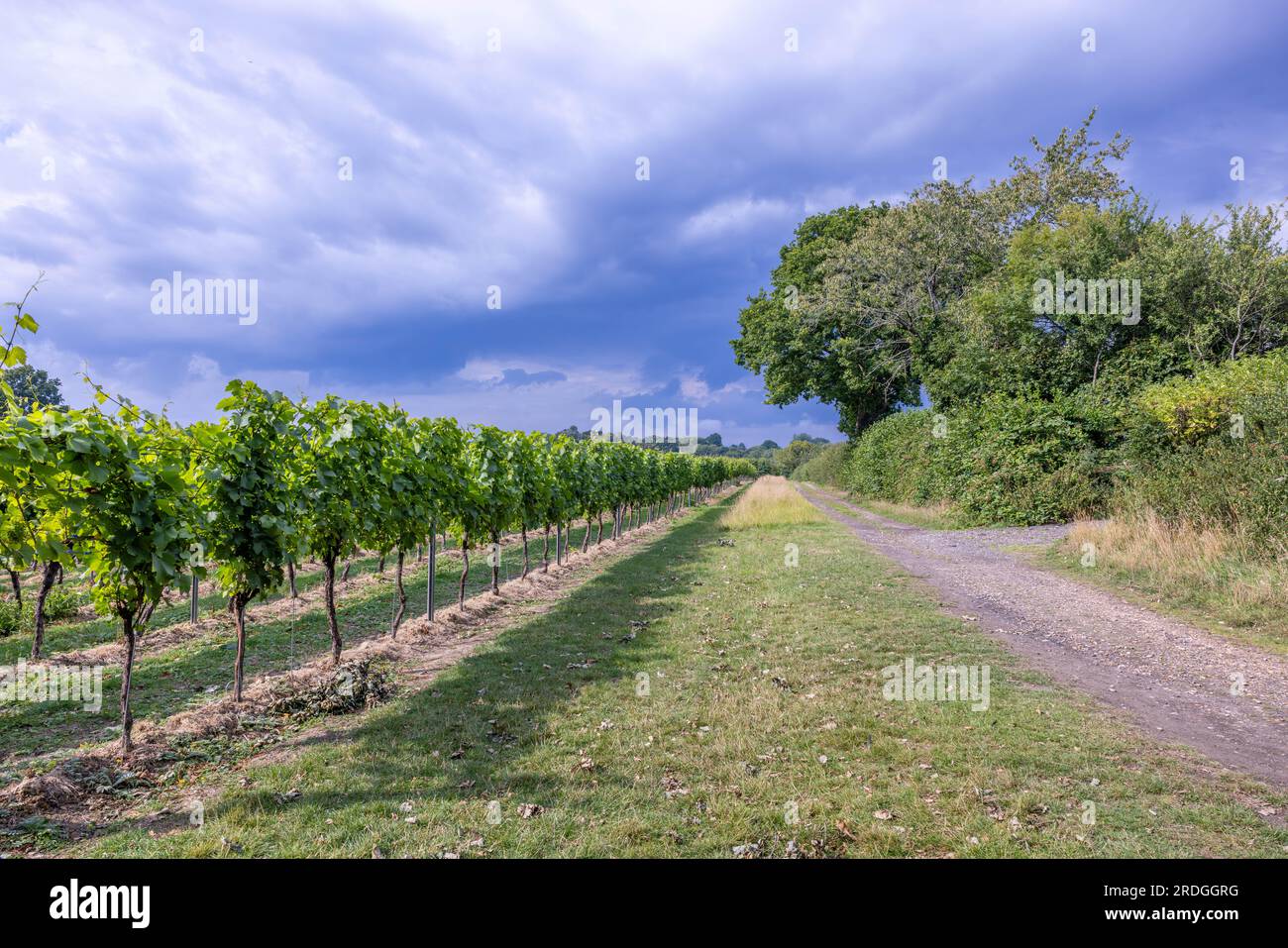 Harvesting from english vineyard hi-res stock photography and images ...