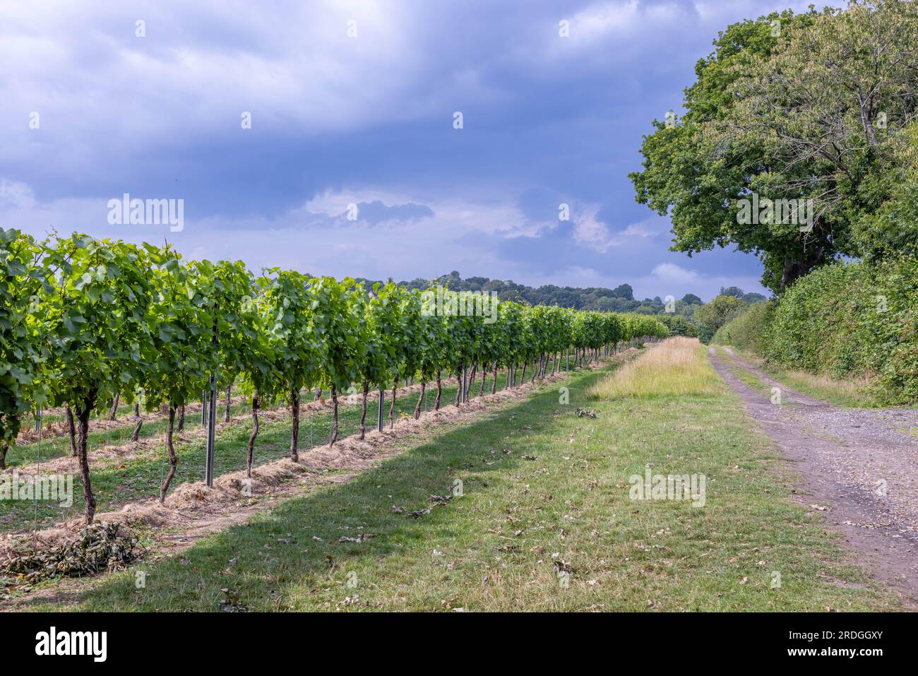 Harvesting from english vineyard hi-res stock photography and images ...