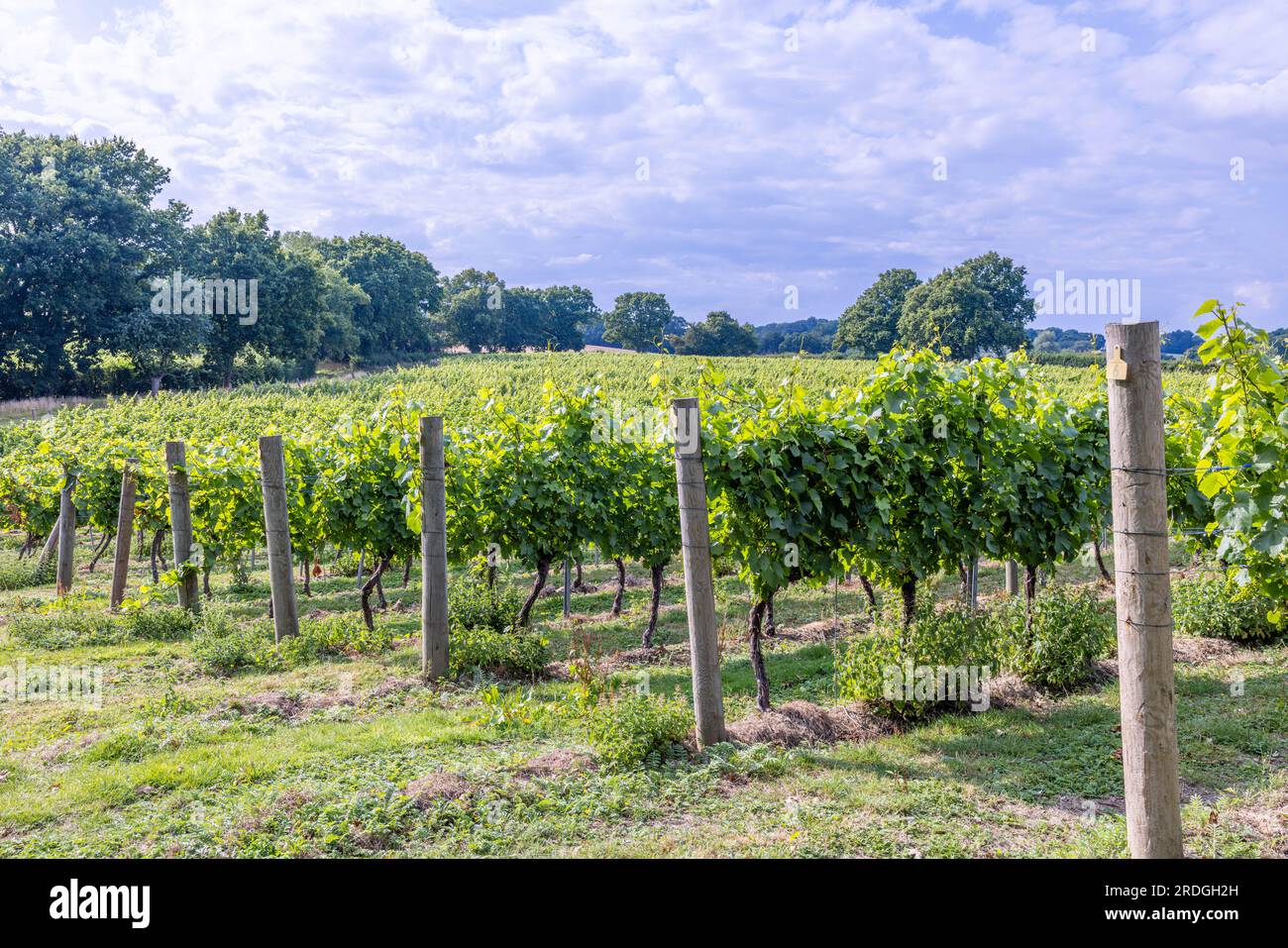 Harvesting from english vineyard hi-res stock photography and images ...