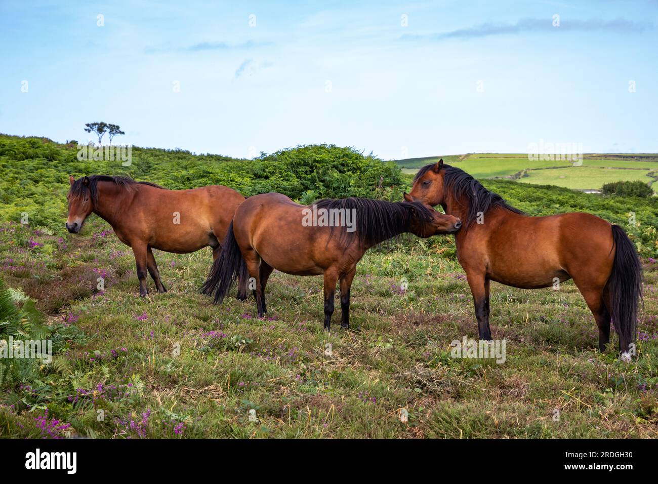 Three Wild brown horses wandering the moor at Sancreed in Cornwall, UK ...