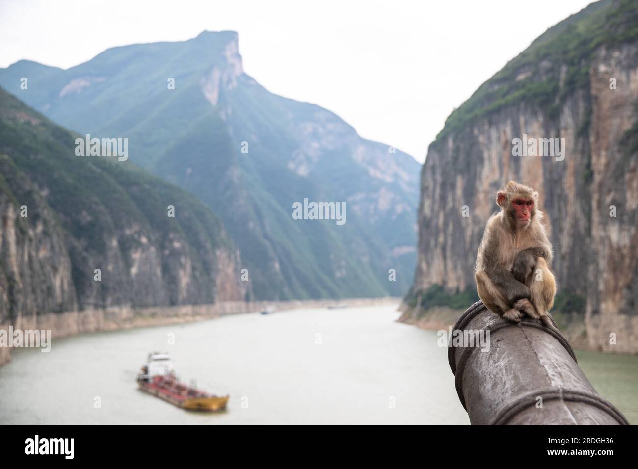 Chongqing. 1st July, 2023. This photo taken on July 1, 2023 shows a ...
