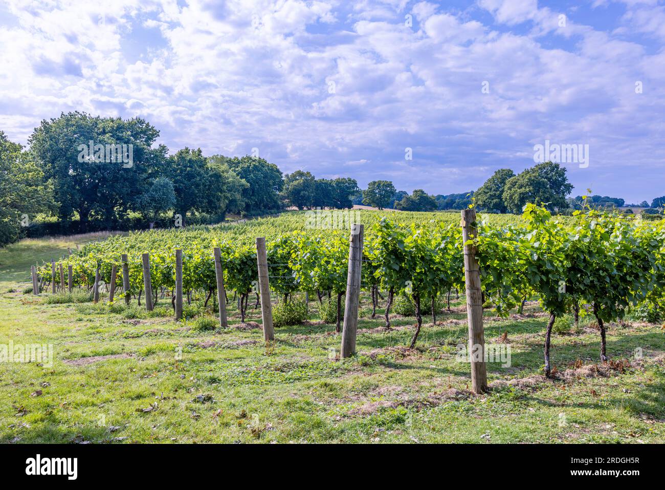Harvesting from english vineyard hi-res stock photography and images ...