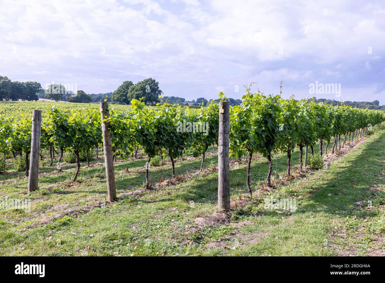 Harvesting from english vineyard hi-res stock photography and images ...