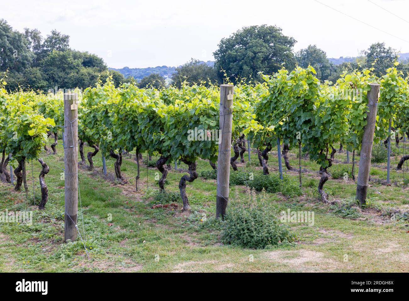 Chapel down vineyard uk hi-res stock photography and images - Alamy