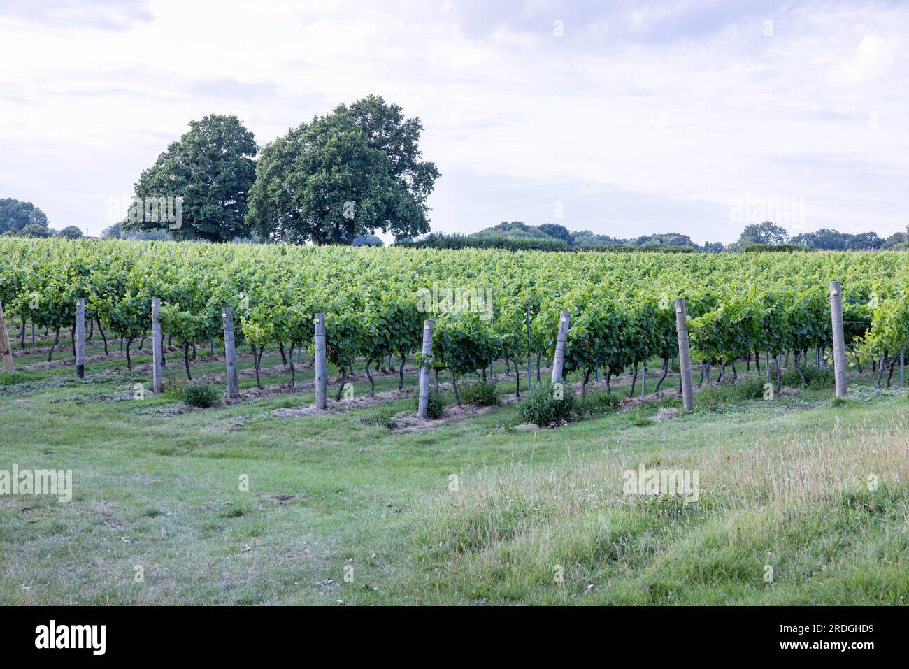 Harvesting from english vineyard hi-res stock photography and images ...