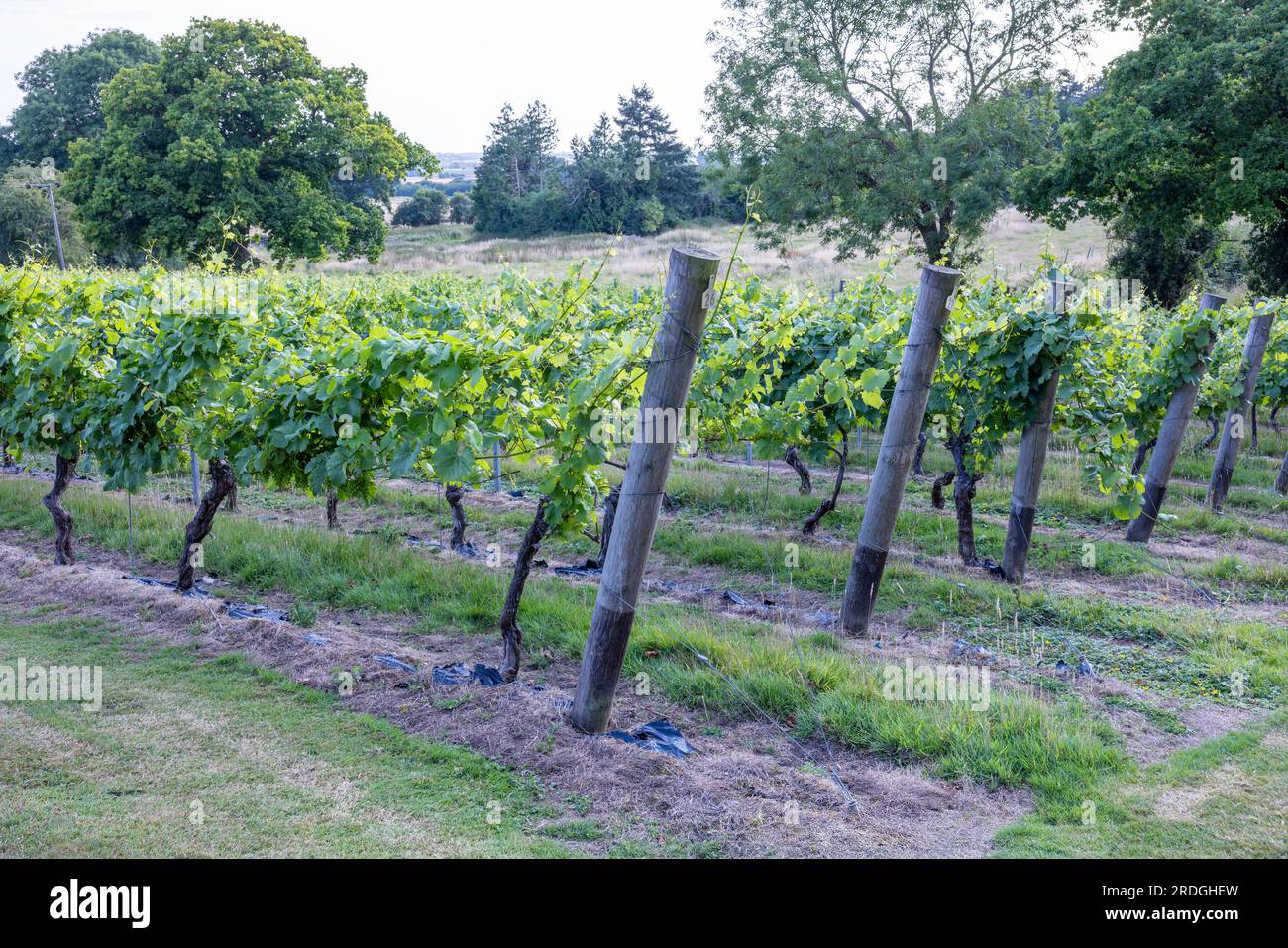Harvesting from english vineyard hi-res stock photography and images ...