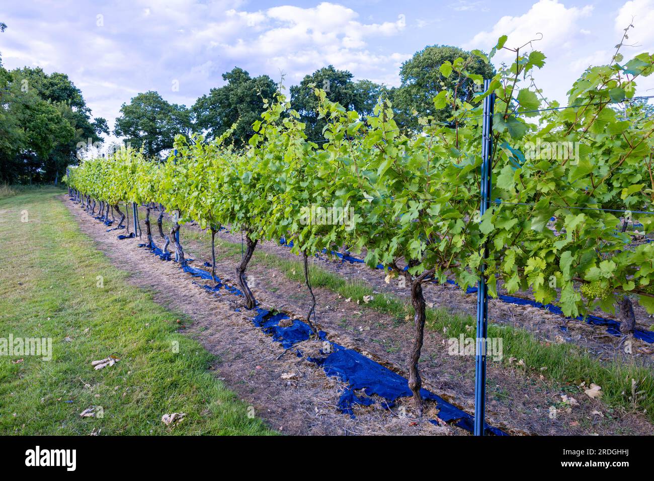 Harvesting from english vineyard hi-res stock photography and images ...