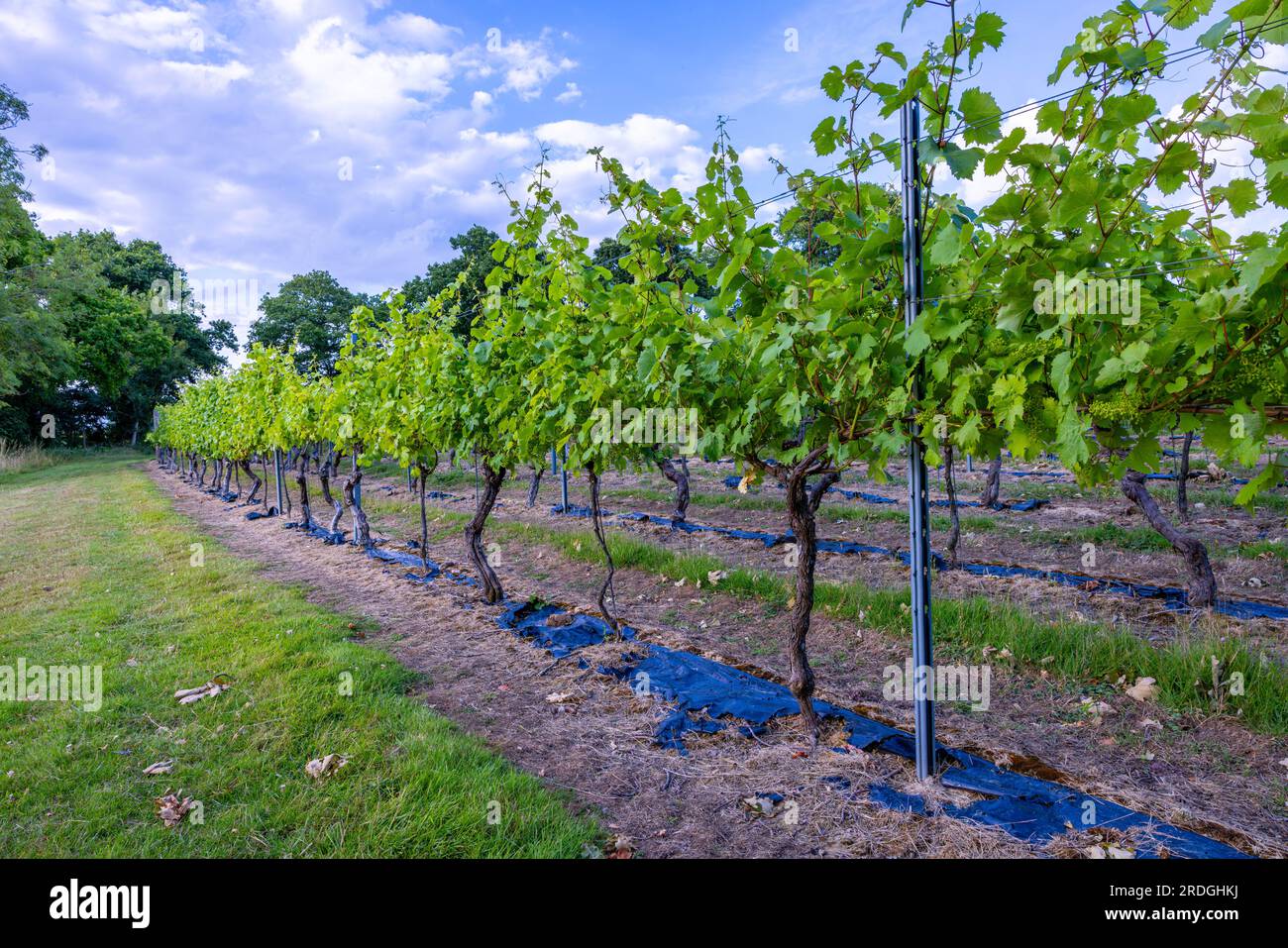 Harvesting from english vineyard hi-res stock photography and images ...