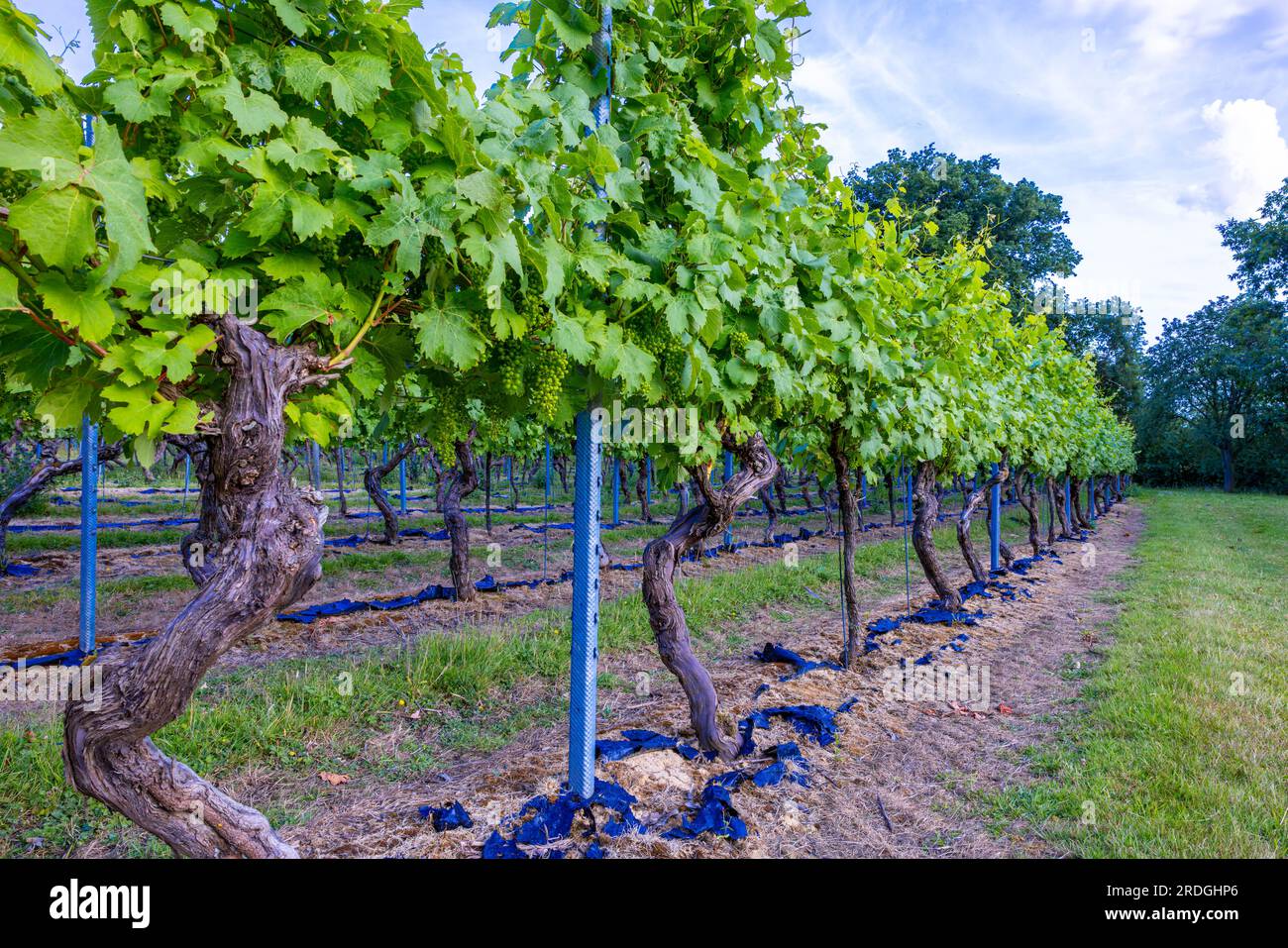 Harvesting from english vineyard hi-res stock photography and images ...