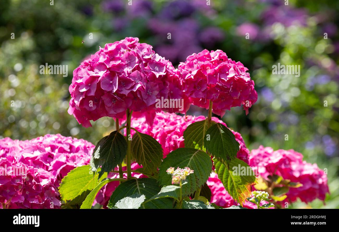 Pink Hydrangea at the RHS Wisley garden, Surrey, UK, photographed on a ...
