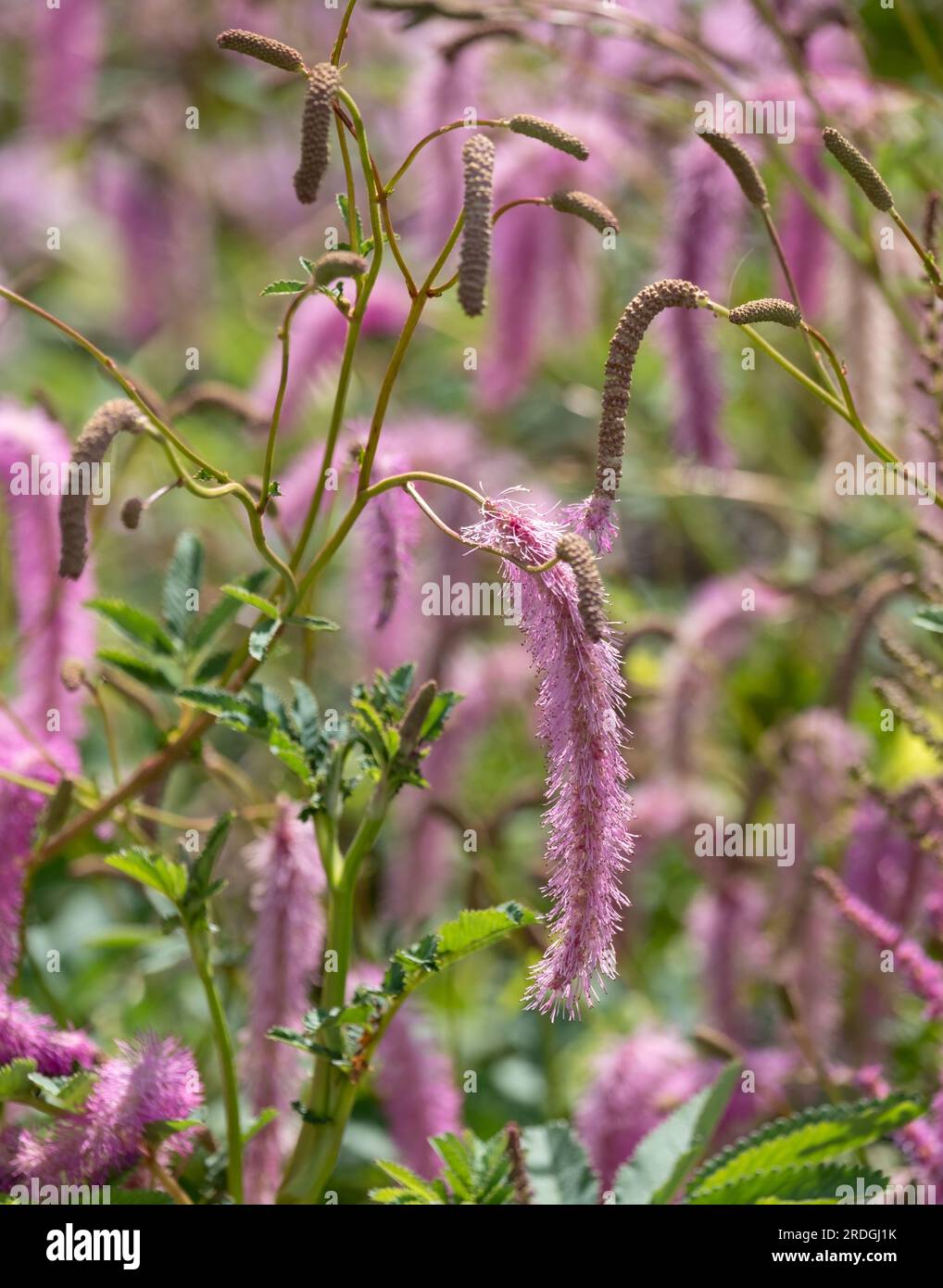 Unusual Sanguisorba hakusanensis fluffy perennial flowers, also known ...
