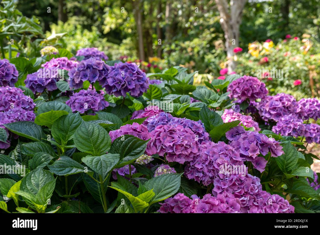 Hydrangeas in pink and purple colours at the RHS Wisley garden, Surrey ...