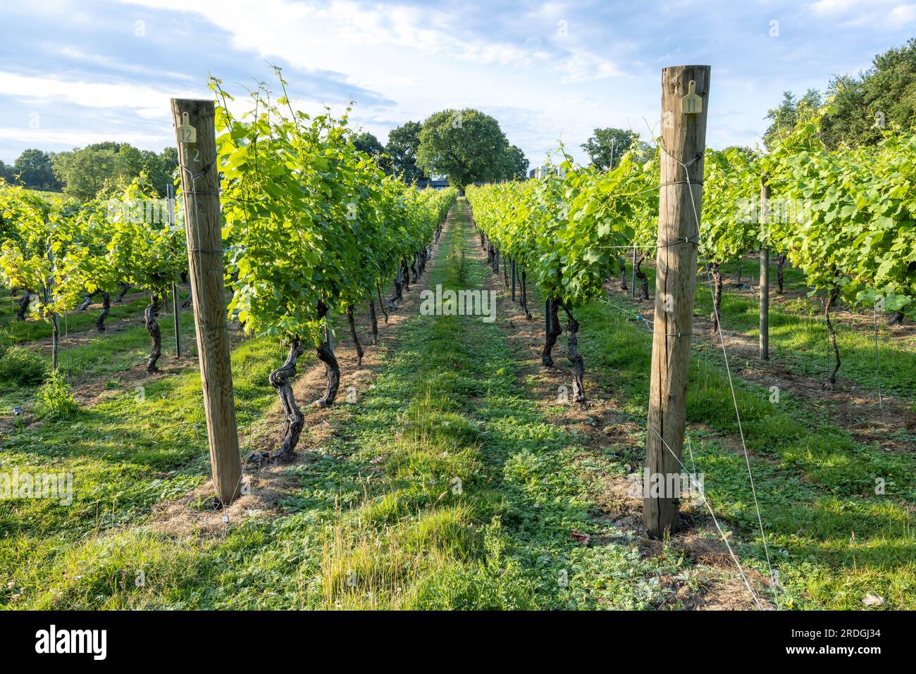 Harvesting from english vineyard hi-res stock photography and images ...
