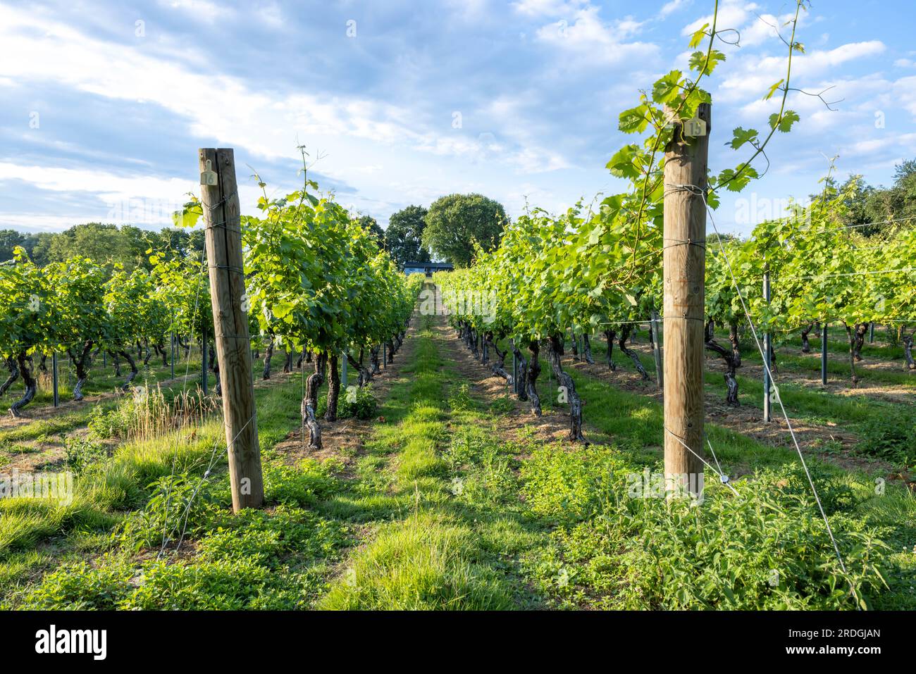 Harvesting from english vineyard hi-res stock photography and images ...