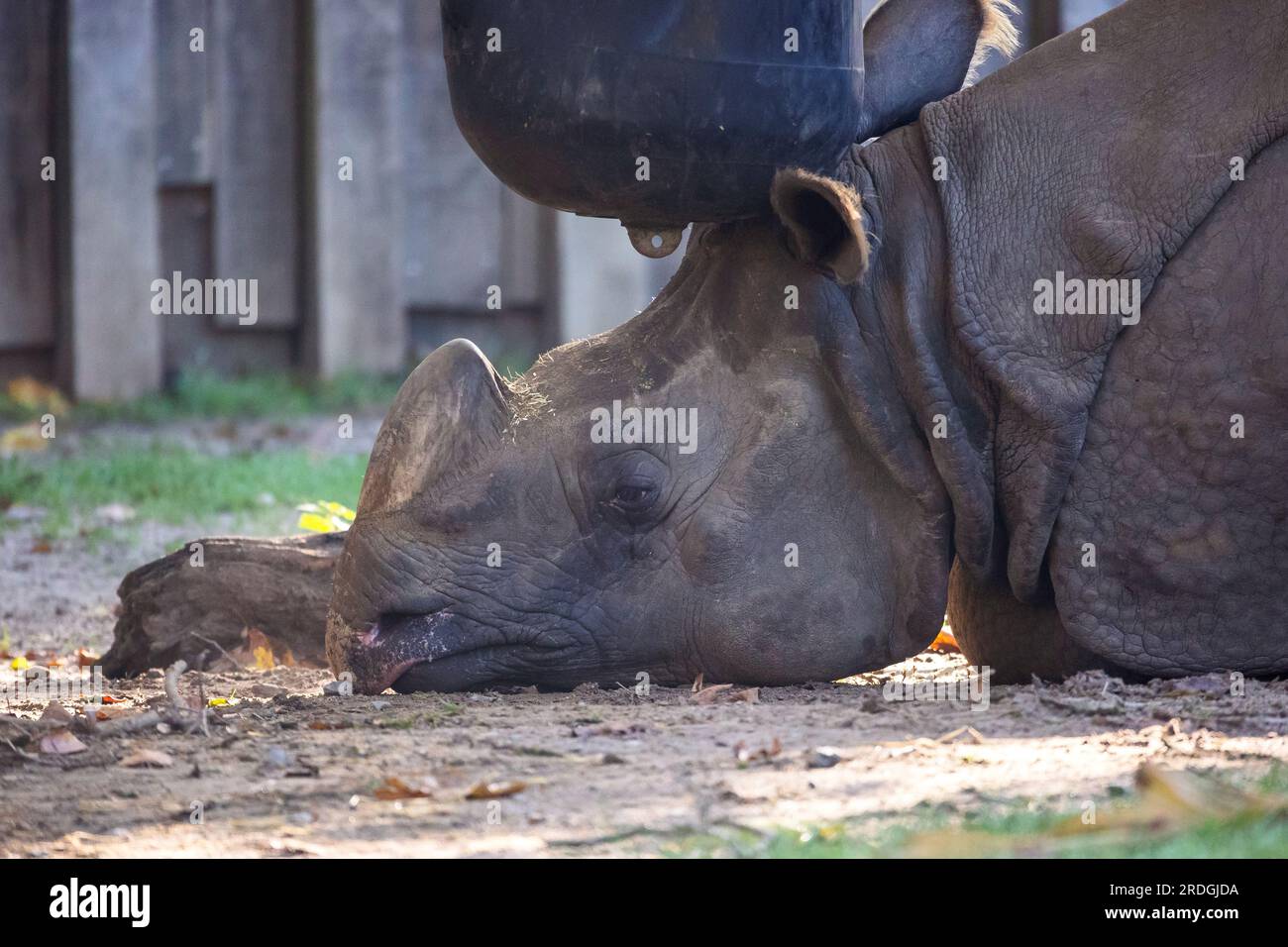 africa, african, animal, beast, big, black, city, conservation ...