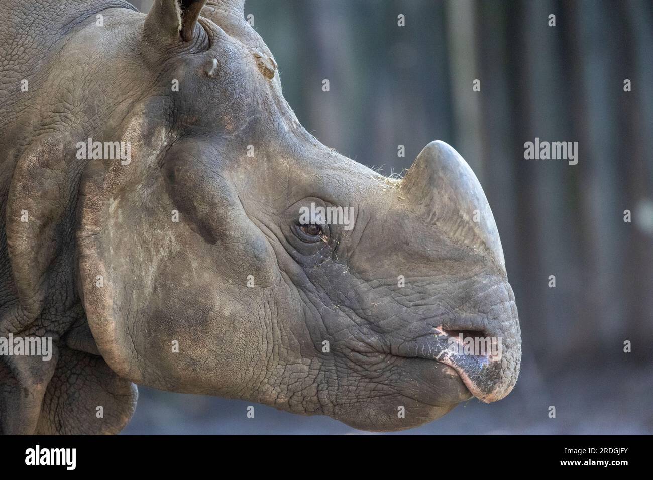A close up portrait of the head of a standing rhino or rhinoceros. The ...