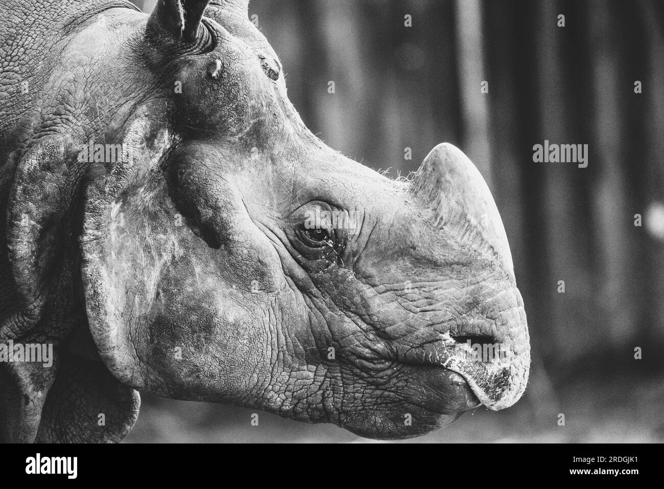 A black and white close up portrait of the head of a standing rhino or ...