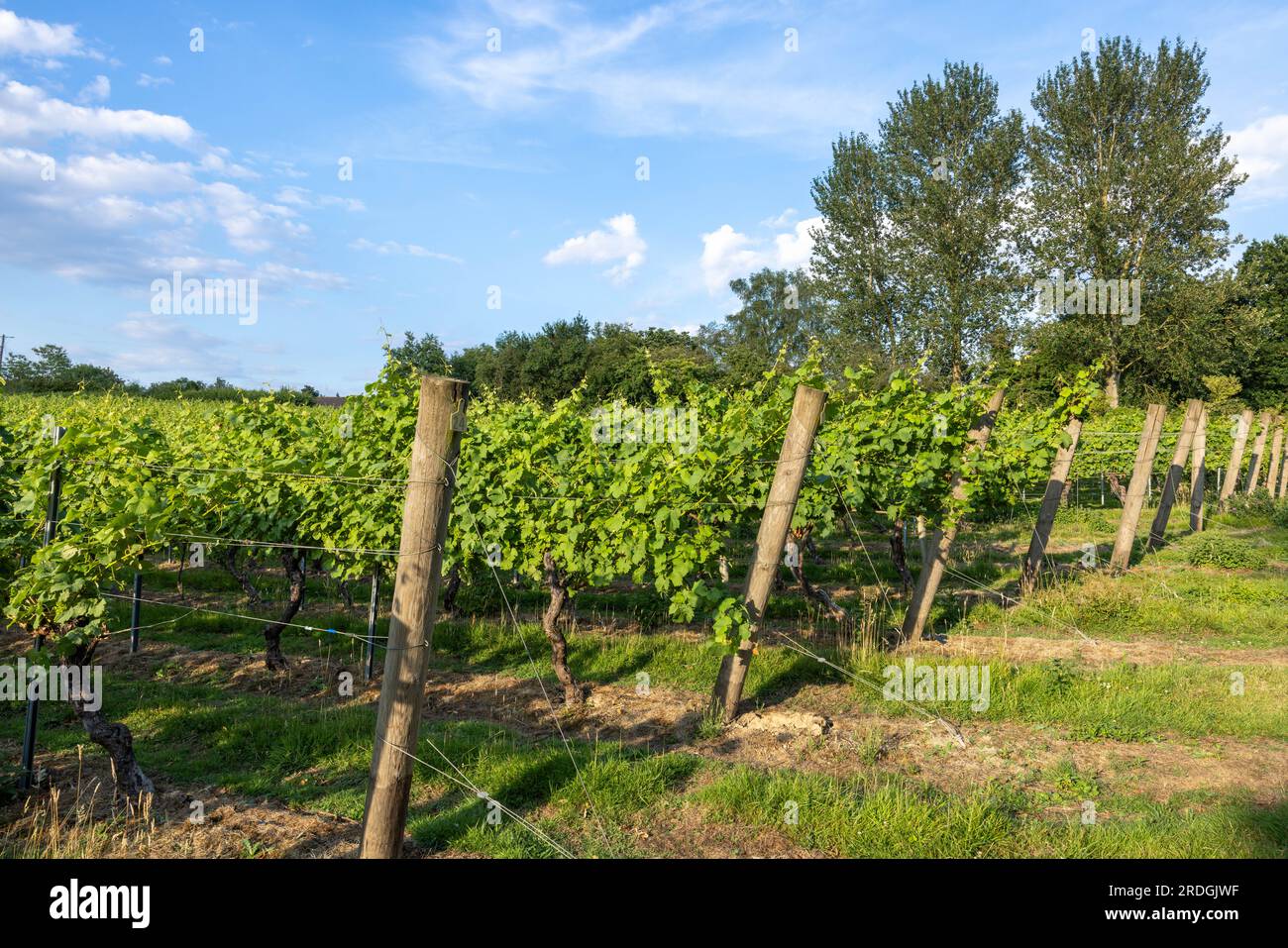 Harvesting from english vineyard hi-res stock photography and images ...