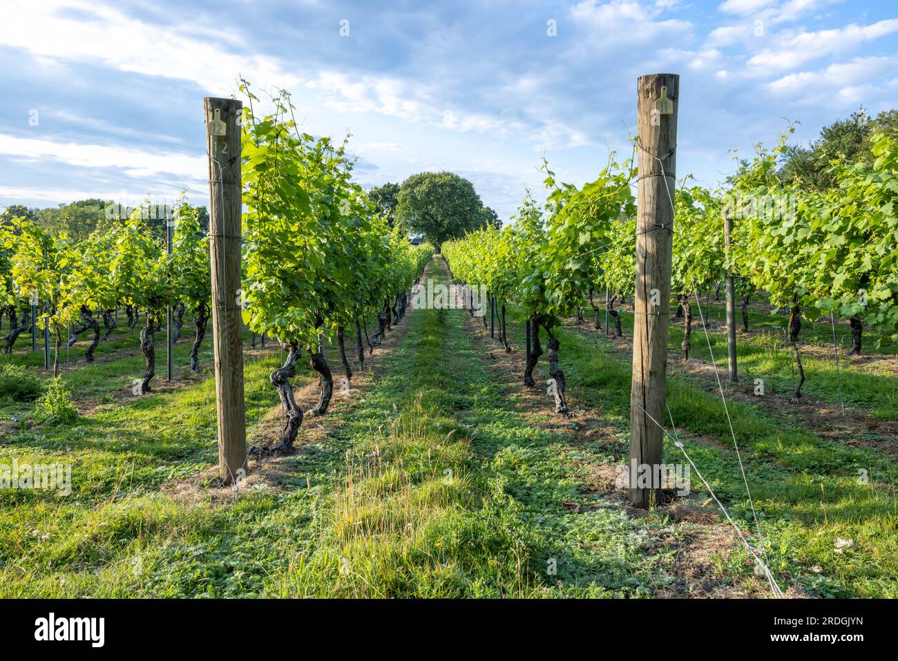 Harvesting from english vineyard hi-res stock photography and images ...