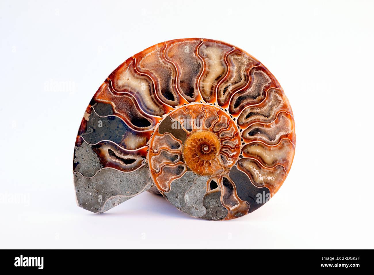 Ammonite fossil (Cleoniceras sp.) from Cretaceous of Madagascar ...