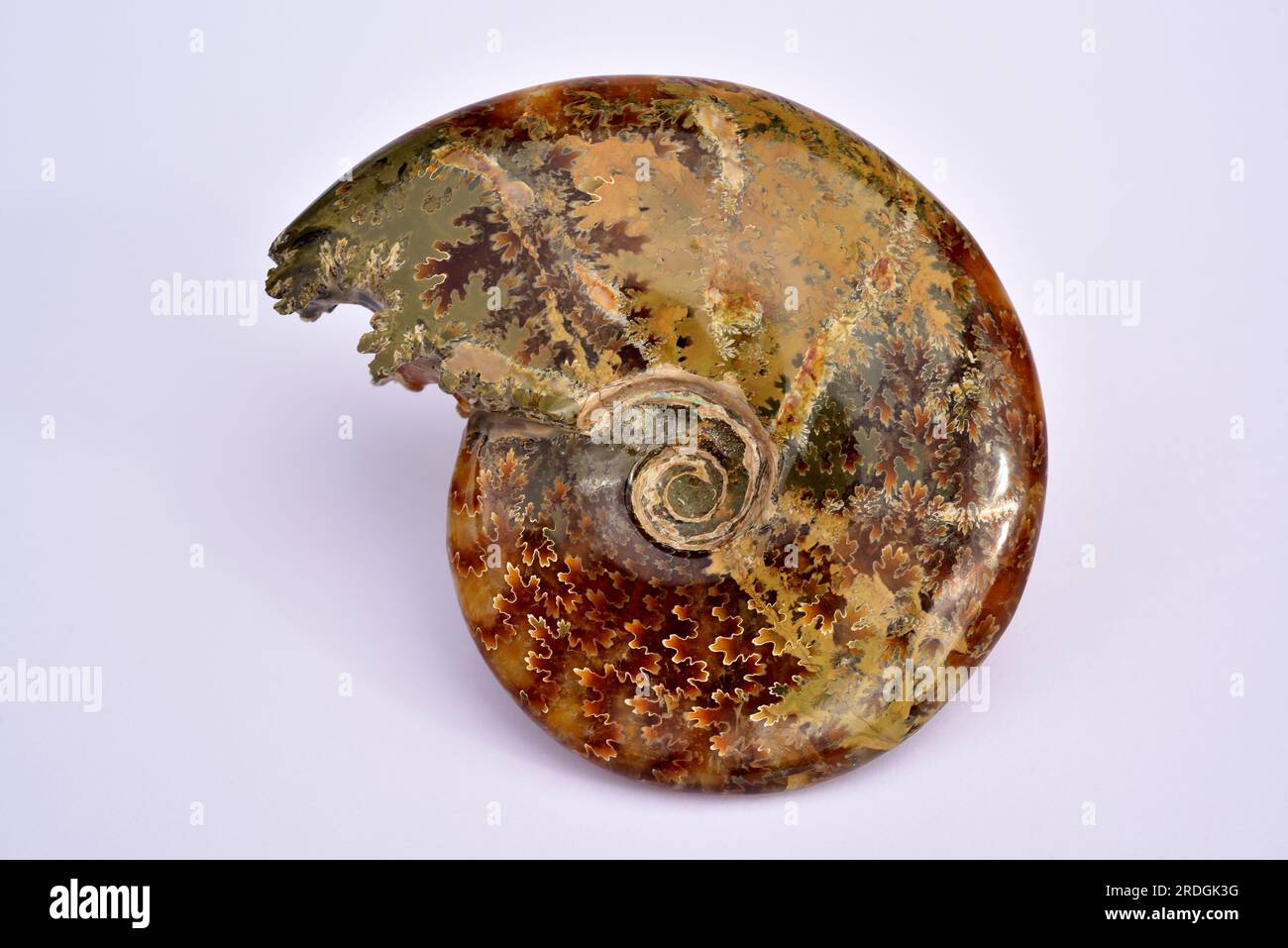 Ammonite fossil Cleoniceras cleon from Cretaceous of Madagascar ...
