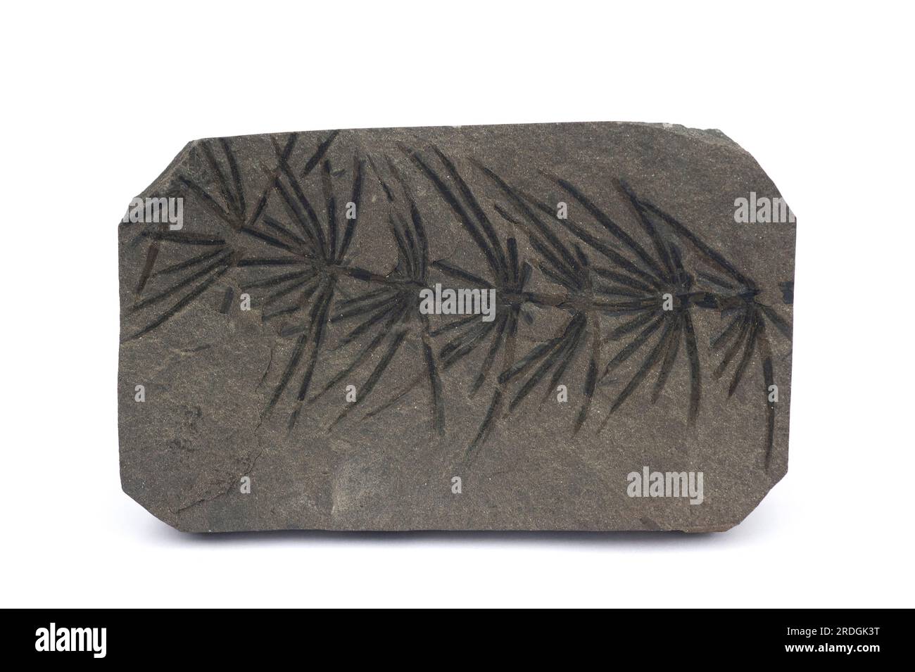Calamitaceae Cut Out Stock Images & Pictures - Alamy