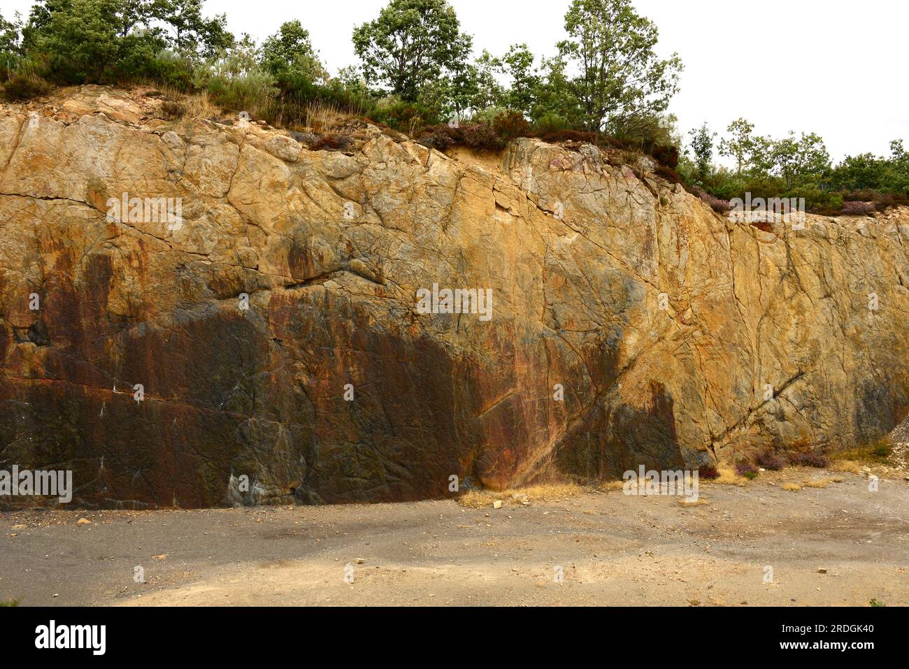 Sandstone wall with Sigillaria imprints (fallen logs and roots) from ...