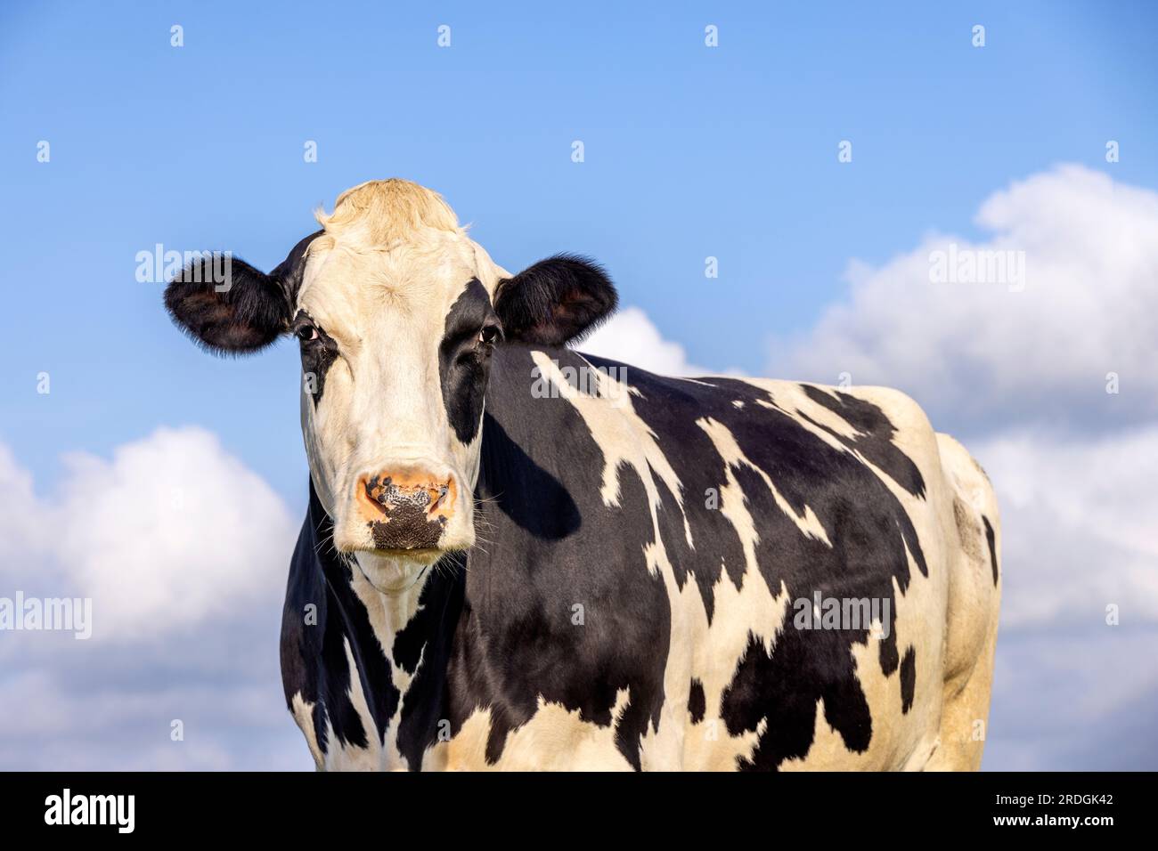 Cow spotted black and white, looking soft, pink nose, in front of a ...