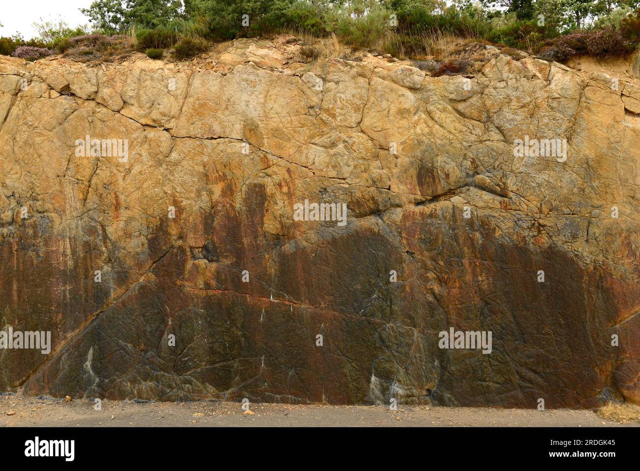 Sandstone wall with Sigillaria imprints (fallen logs and roots) from ...