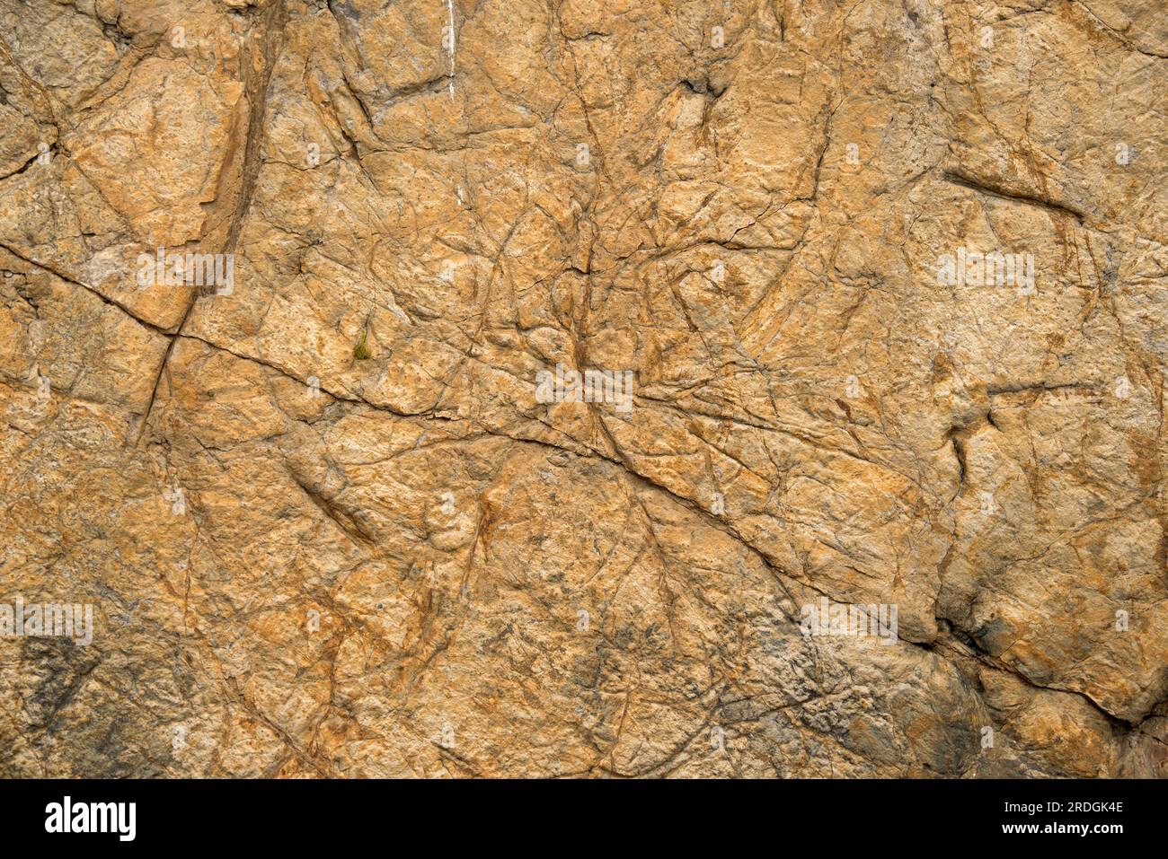 Bosque fosil de verdena hi-res stock photography and images - Alamy