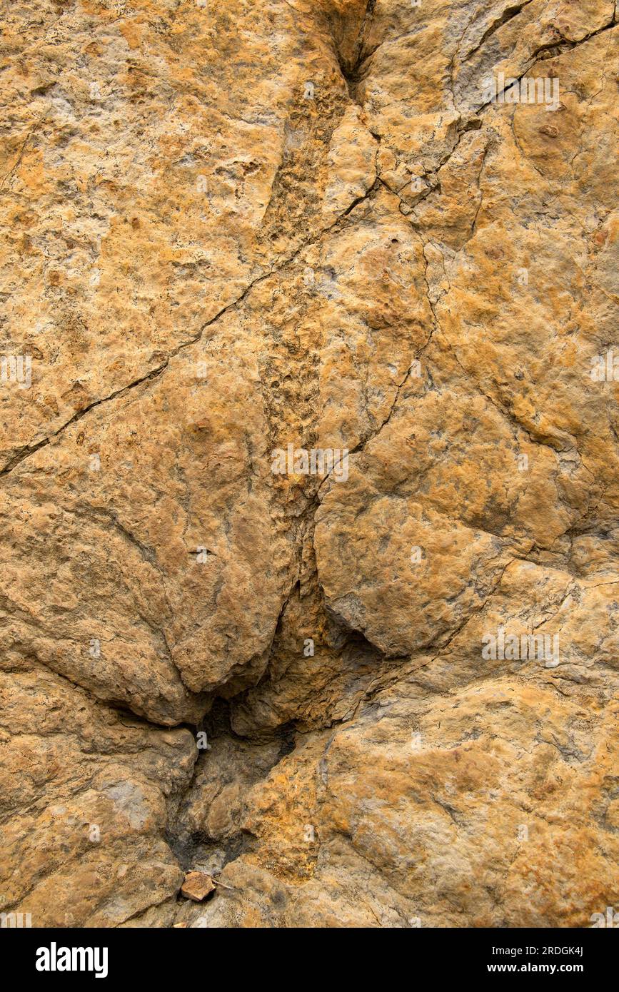 Sandstone wall with Sigillaria imprints (fallen logs and roots) from ...