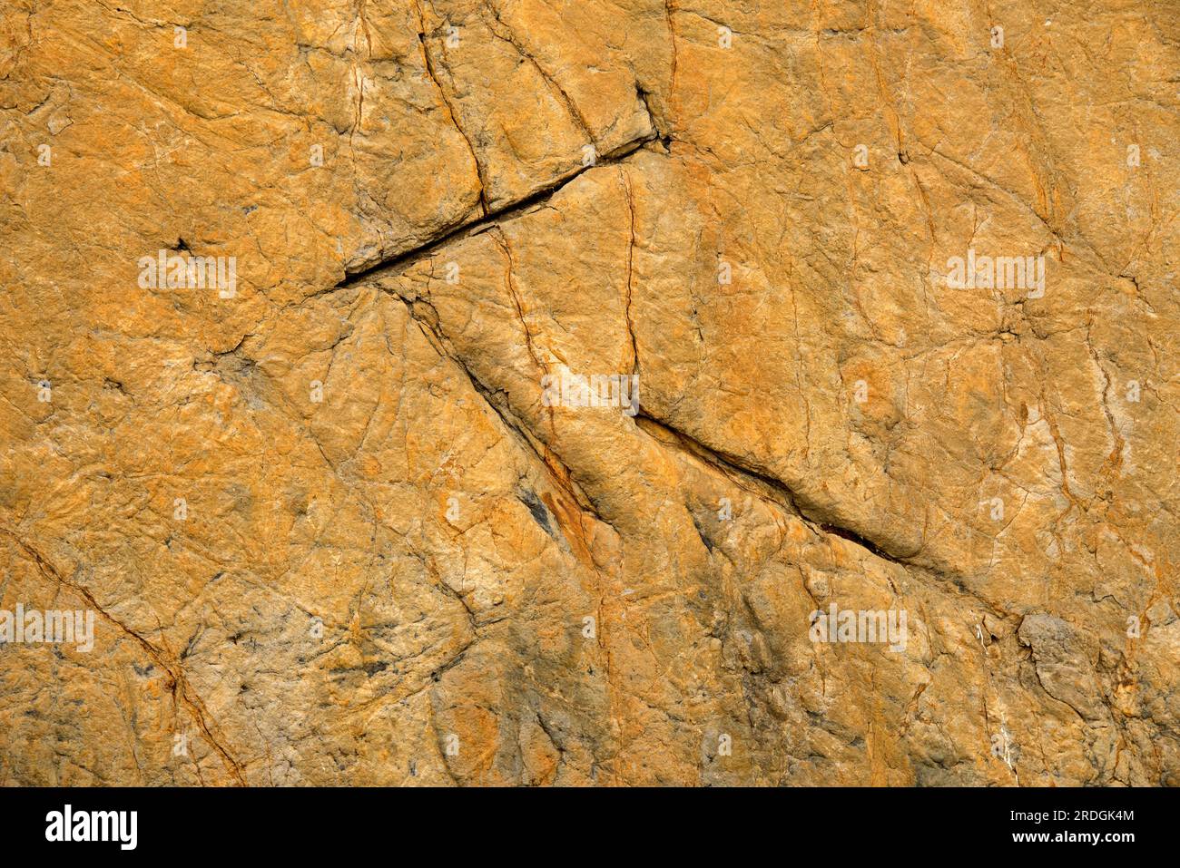 Sandstone wall with Sigillaria imprints (fallen logs and roots) from ...