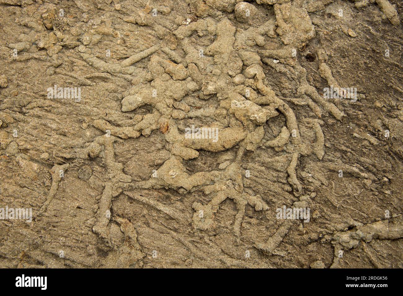 Ichnite hi-res stock photography and images - Alamy