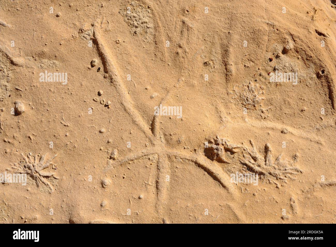 Trace fossil burrows hi-res stock photography and images - Alamy