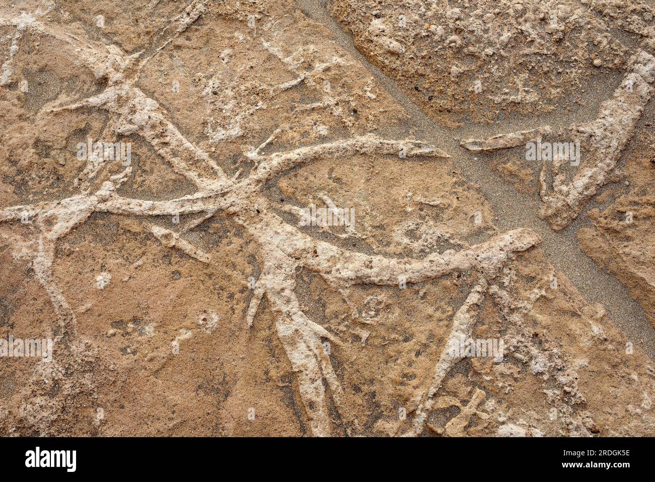 Burrow fossil hi-res stock photography and images - Alamy