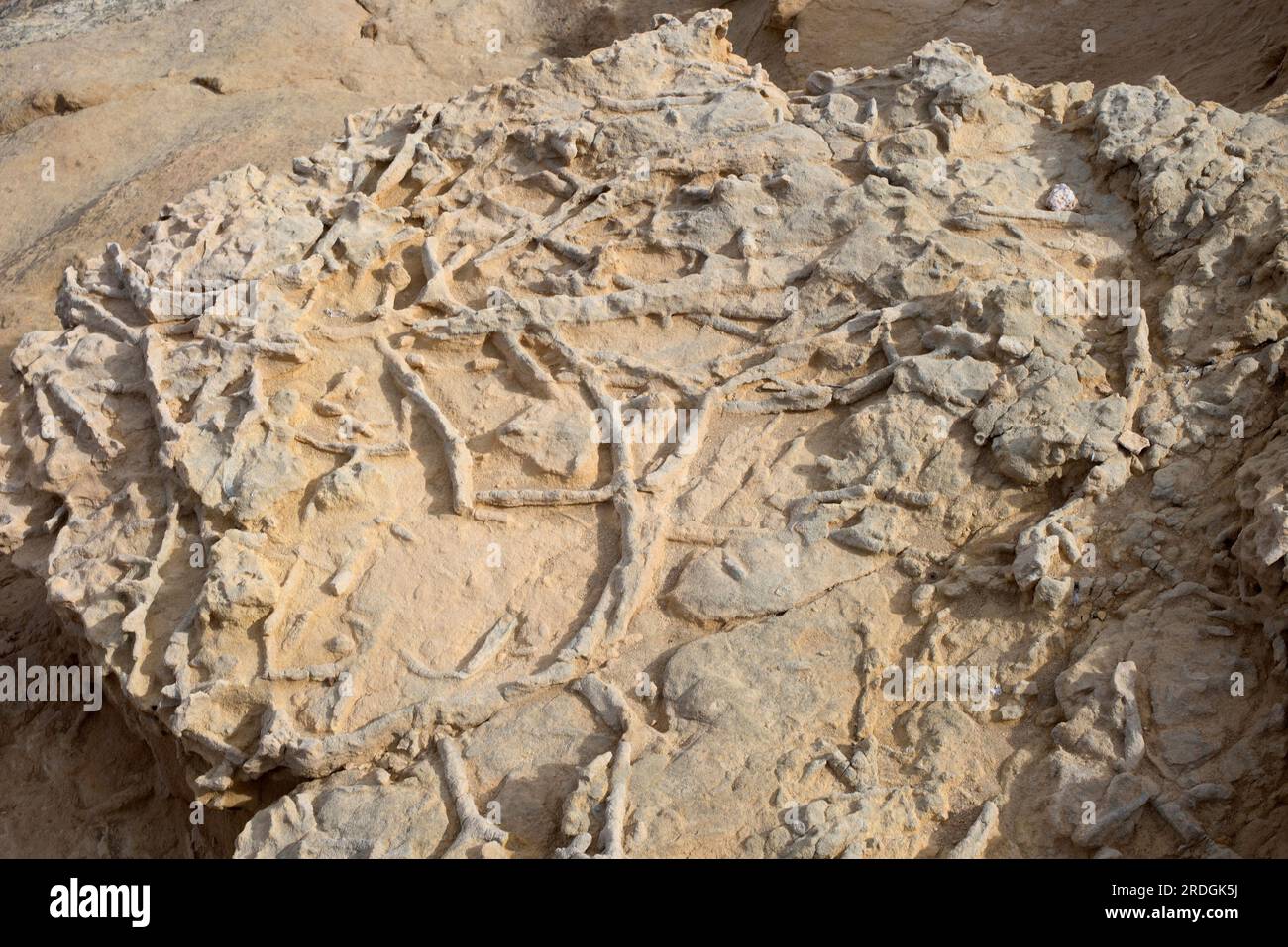 Trace fossil burrows hi-res stock photography and images - Alamy