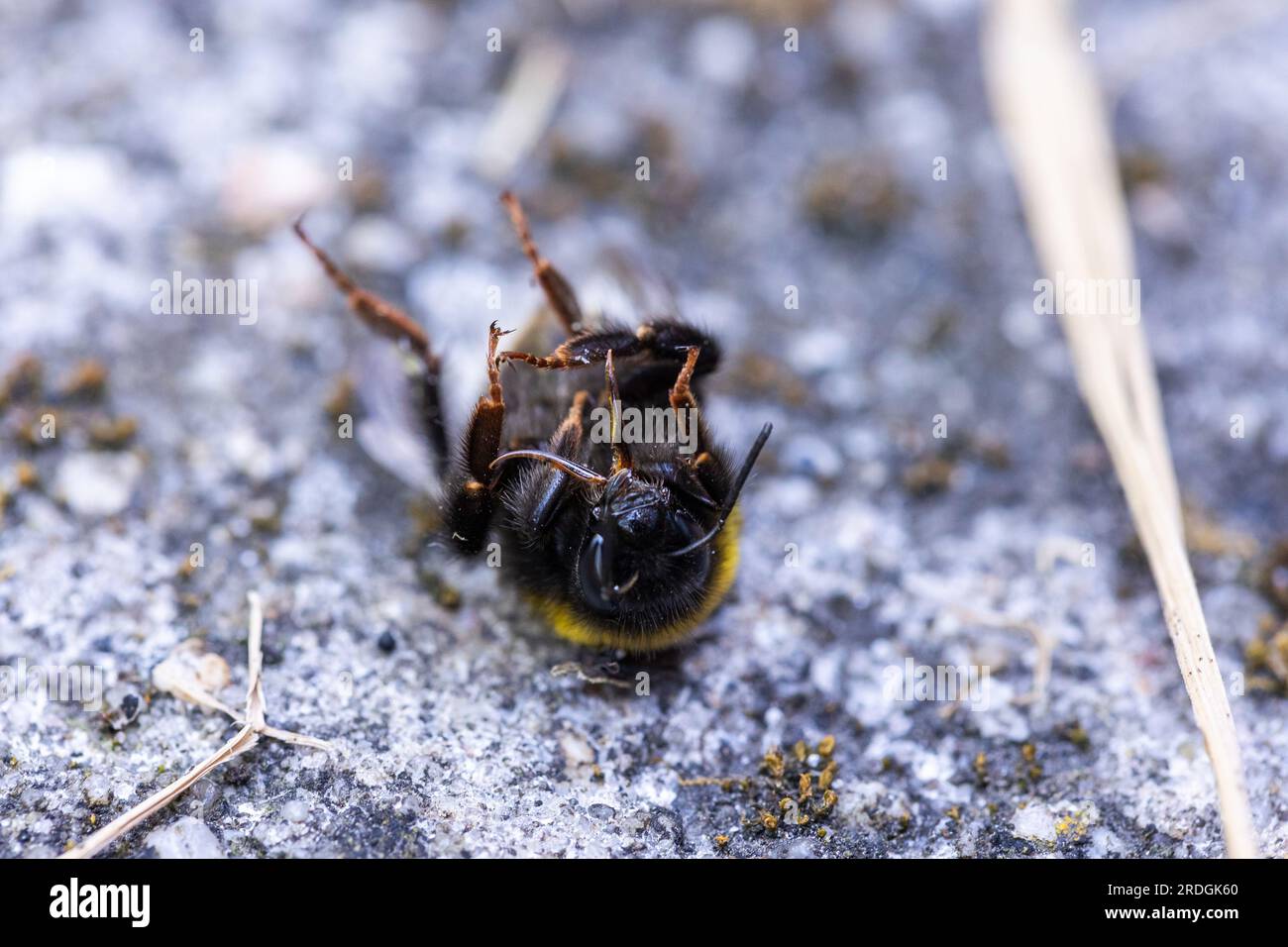 Dead bumblebee hi-res stock photography and images - Alamy