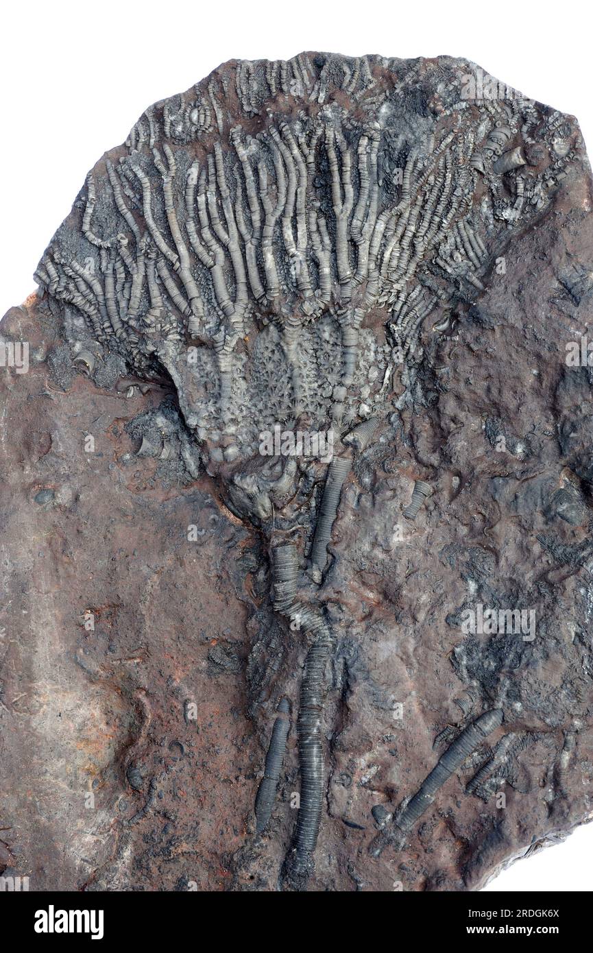 Scyphocrinites elegans is a fossil crinoid that living in the silurian ...