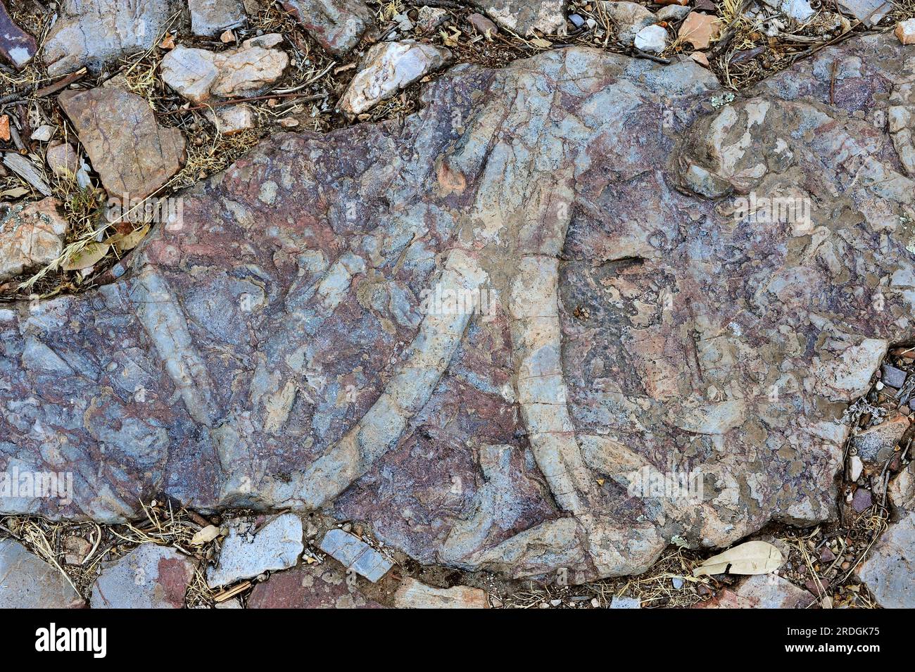 Cruziana ichnofacies is an assemblage of marine trace fossils formed ...