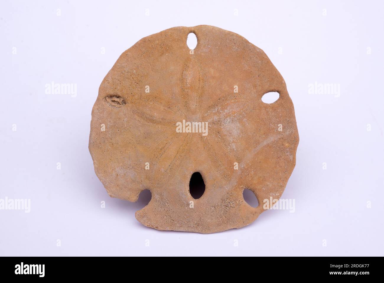 Giant kayhole sand dollar (Encope grandis) is a fossil Echinoidea of ...